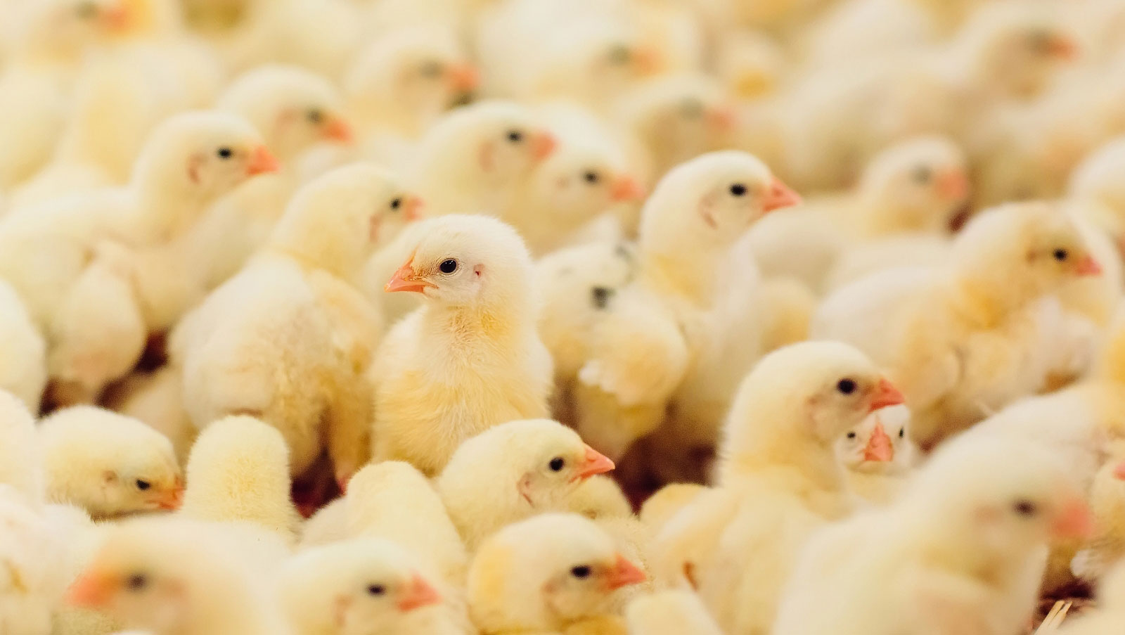 About | Clear View Enterprises