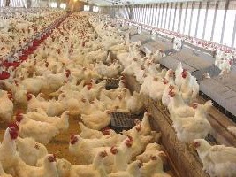 The Hen Step | Clear View Enterprises