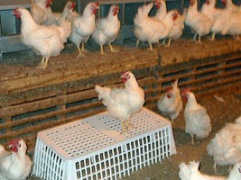 The Hen Step | Clear View Enterprises